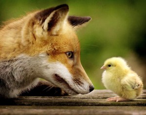 A Fox, Chicken and Sack of Grain